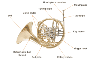 The Different Parts Of A French Horn: The Anatomy And Structure