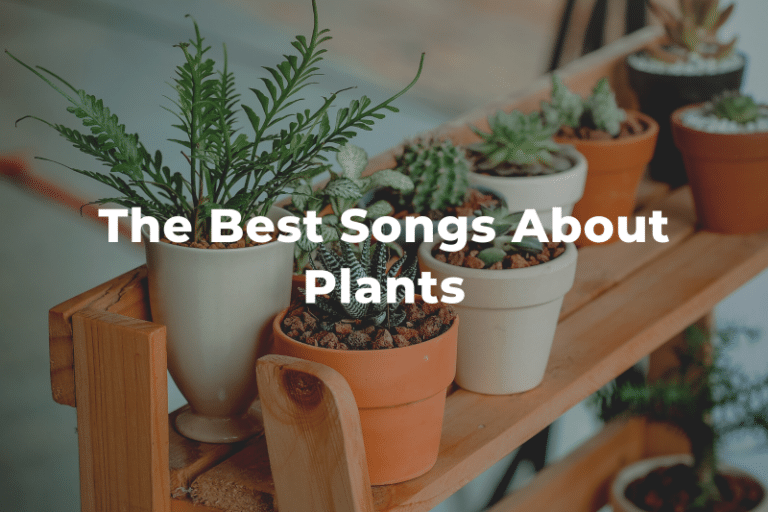 21 Of The Best Songs About Nature And The Environment